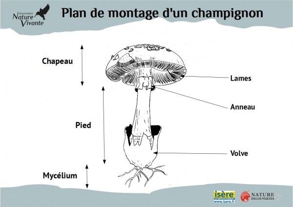 schémat champignon - Nature Vivante